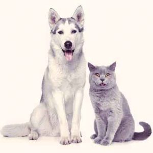 Optimmune Ophthalmic for Dogs – Total Pooch