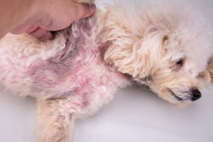 Top 10 Dog Skin Conditions and Treatments – Total Pooch