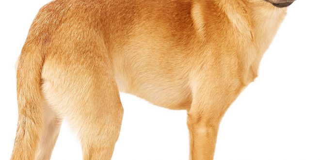 Knuckling in Dogs - Causes, Symptoms and Treatment - Total Pooch