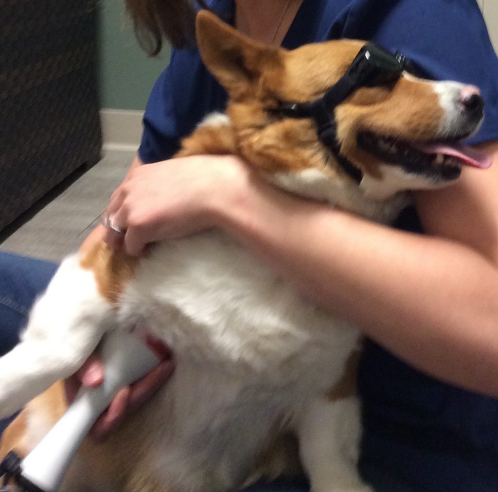 Knuckling in Dogs – Causes, Symptoms and Treatment – Total Pooch