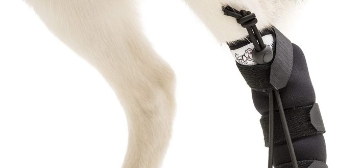 Best Anti-Knuckling Devices for Dogs - Total Pooch