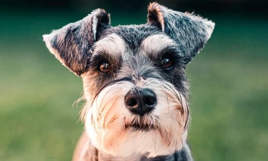Why is my Schnauzers fur Turning Brown- How to Treat Tear Stains ...