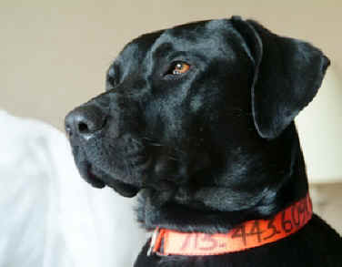 Firocoxib (Previcox), a Relief for Arthritis in Dogs – Uses, benefits ...