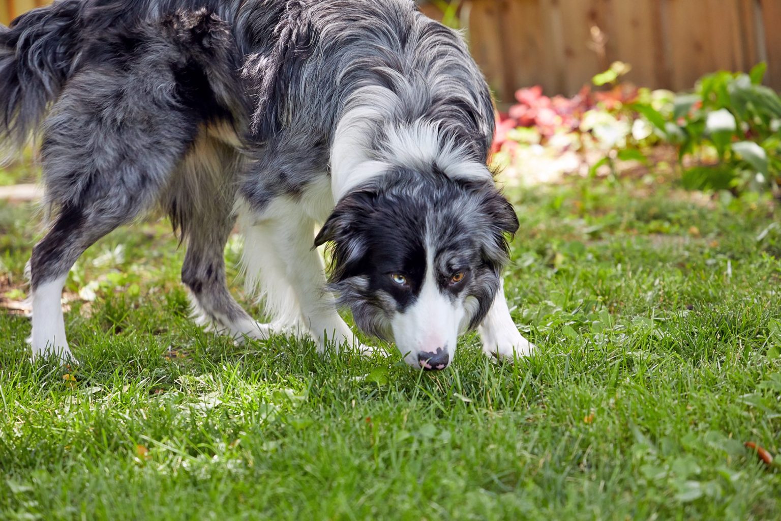 RFD Liquid Wormer for Dogs – Total Pooch