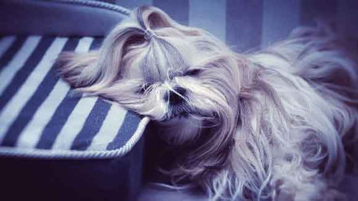 RFD Liquid Wormer for Dogs - Total Pooch